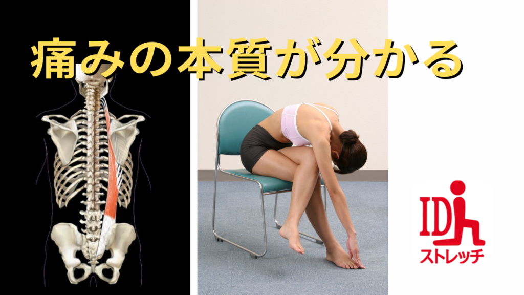 IDストレッチング | ページ 2 | 「IDストレッチング」とは名古屋大学名誉教授／医学博士・理学療法士である「鈴木重行」による筋ごとの走行 ...